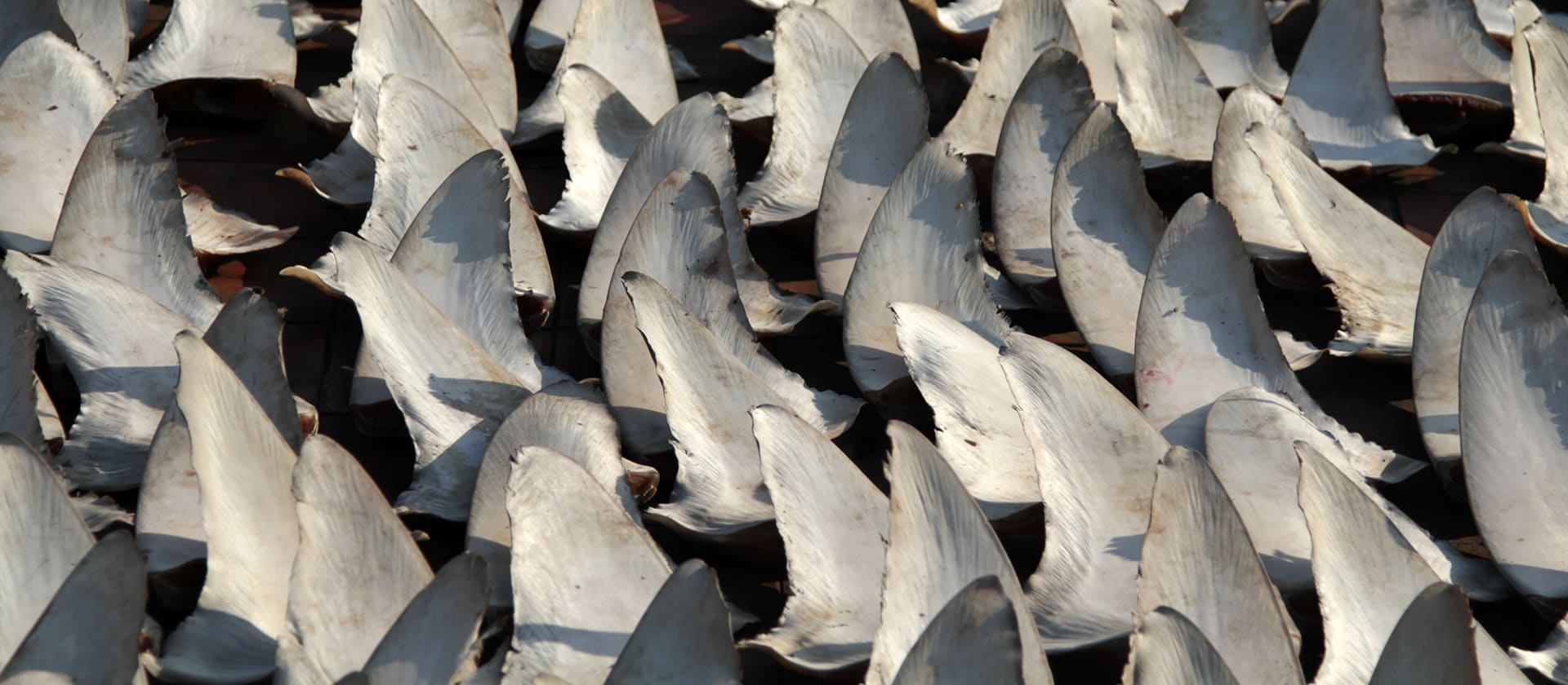 Two-thirds of species in global shark fin trade at risk of extinction ...