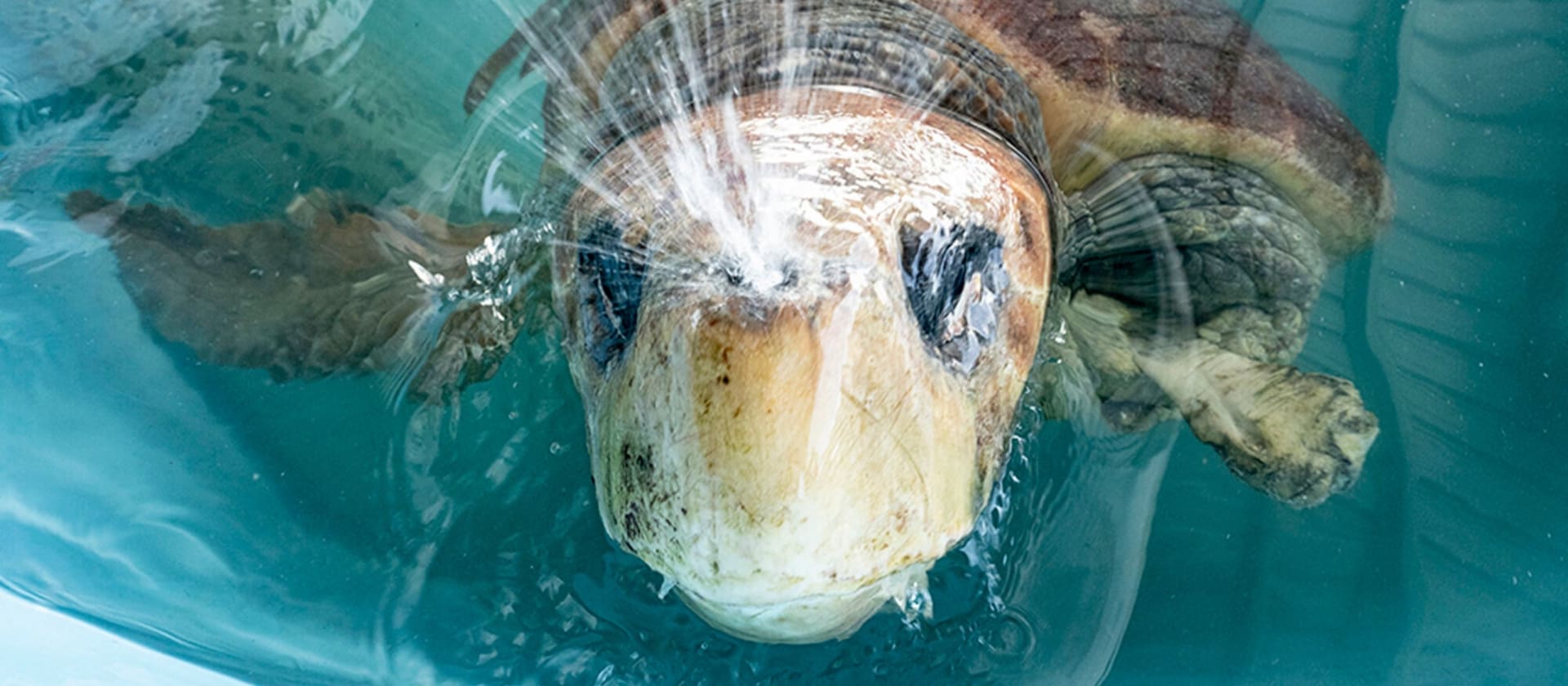 Biology alumna assists with Zoo Miami's first patient at new sea turtle ...