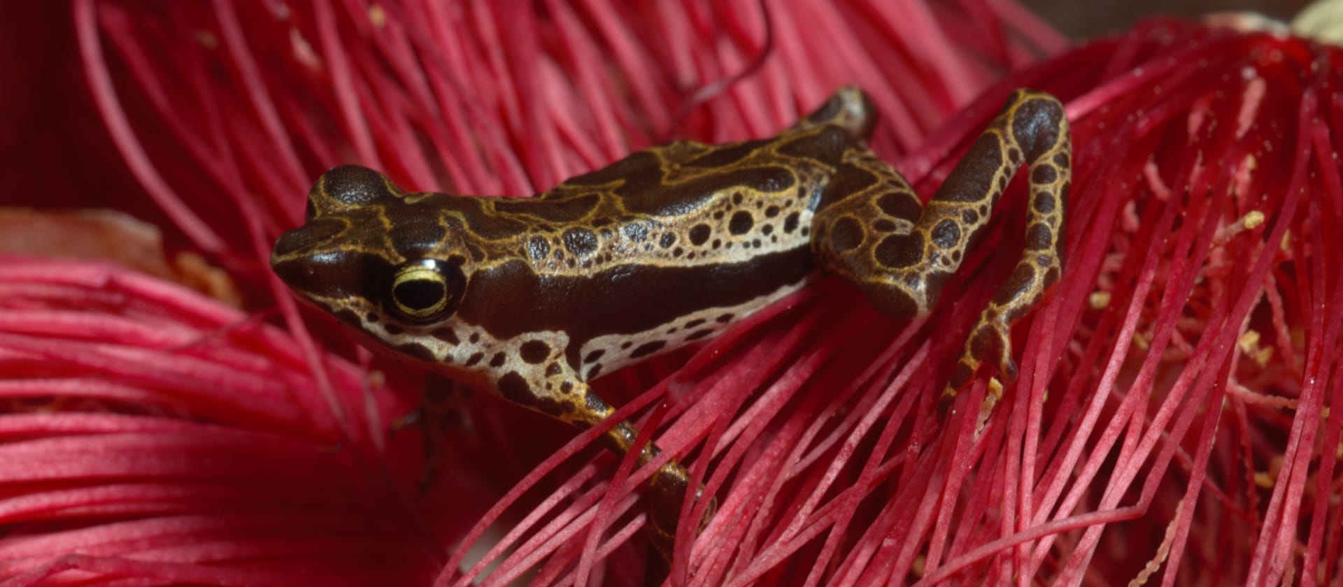 Climate change emerges as major driver of amphibian declines, new ...