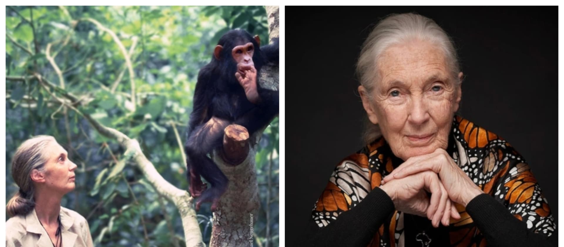 In memoriam: Legendary conservationist Jane Goodall to speak on campus ...