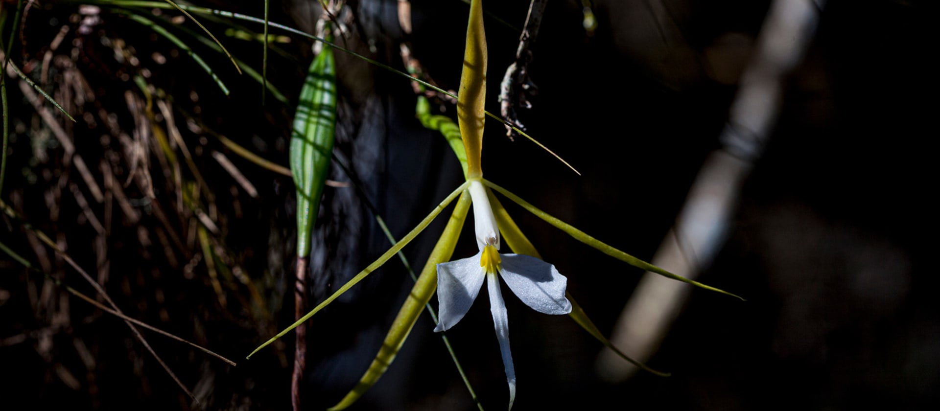 Rare orchids could be saved by common fruits in Florida, research finds ...