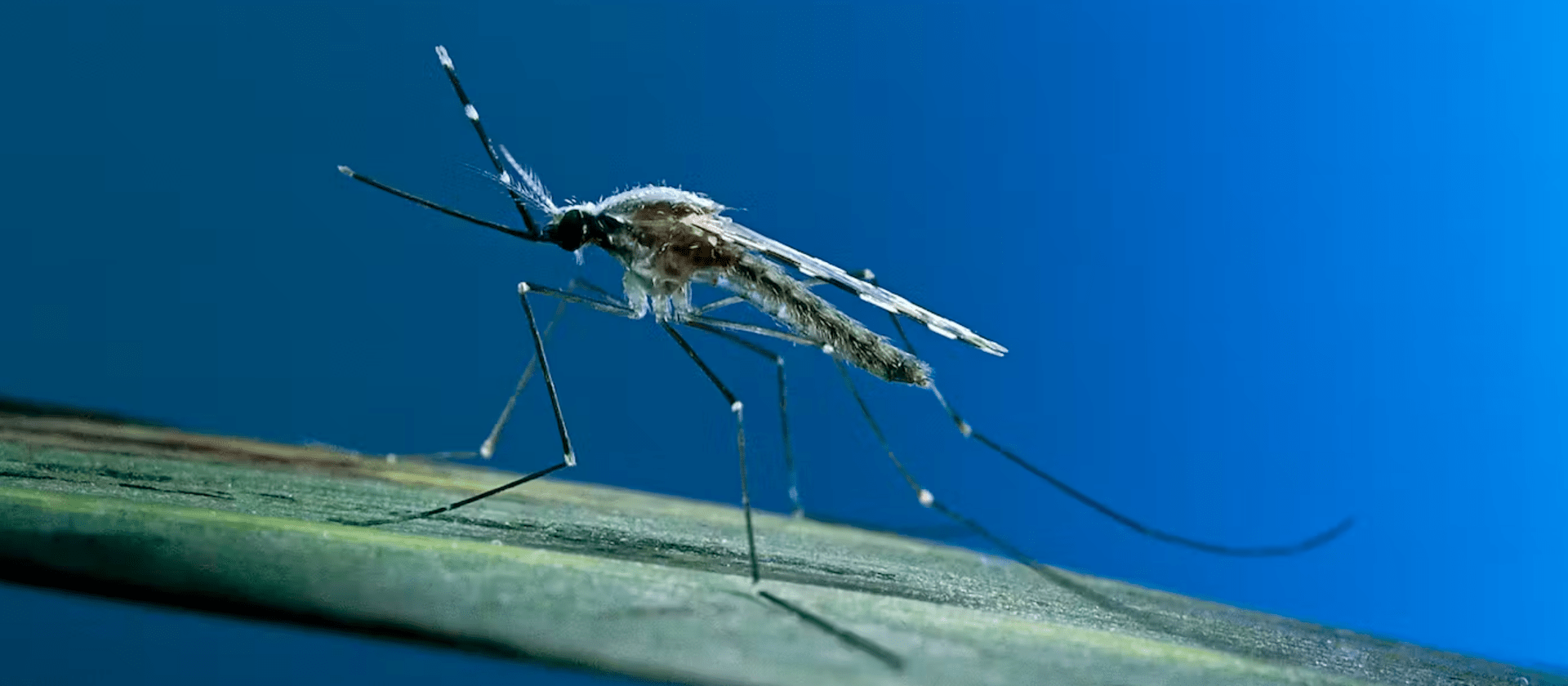 Locally transmitted malaria in the US could be a harbinger of rising ...