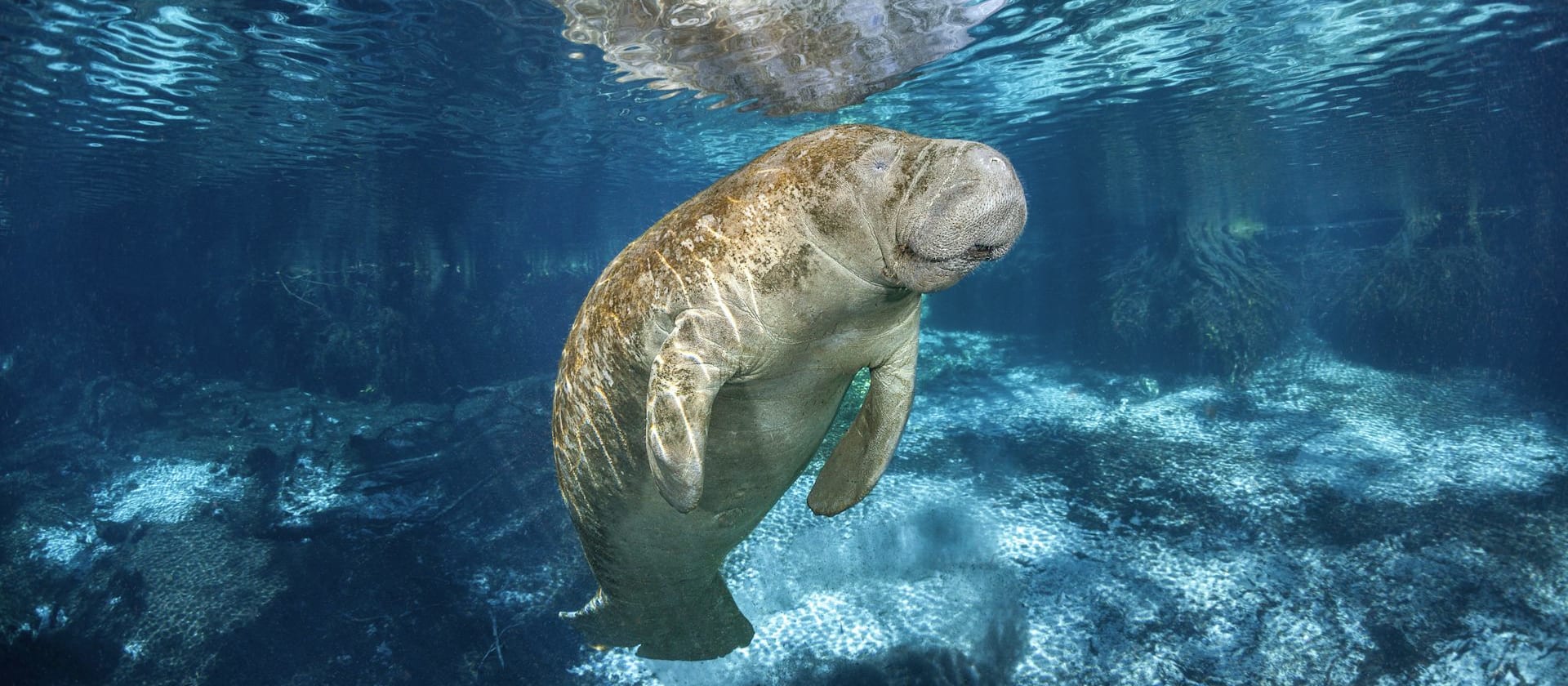 Untreated sewage and fertilizer runoff threaten the Florida manatee’s main food source ...