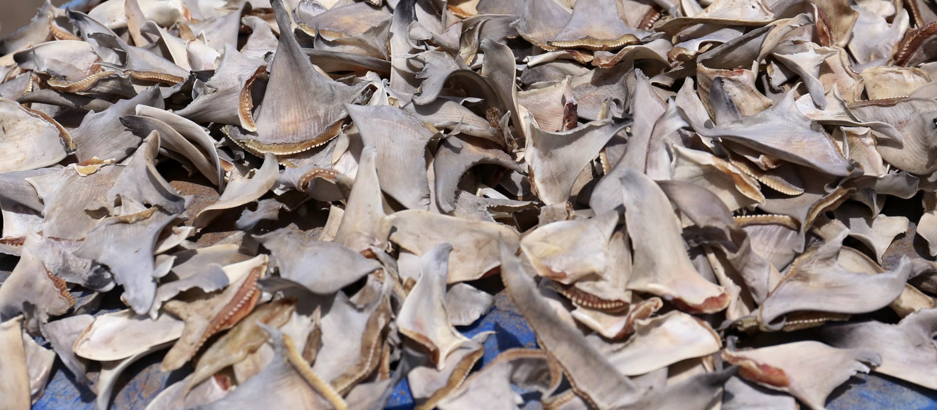 Global study reveals widespread illegal shark fin trade nearly decade ...