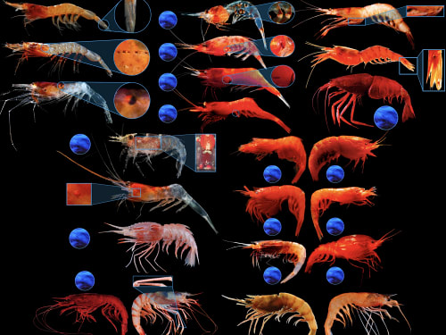 FIU News - Florida International University