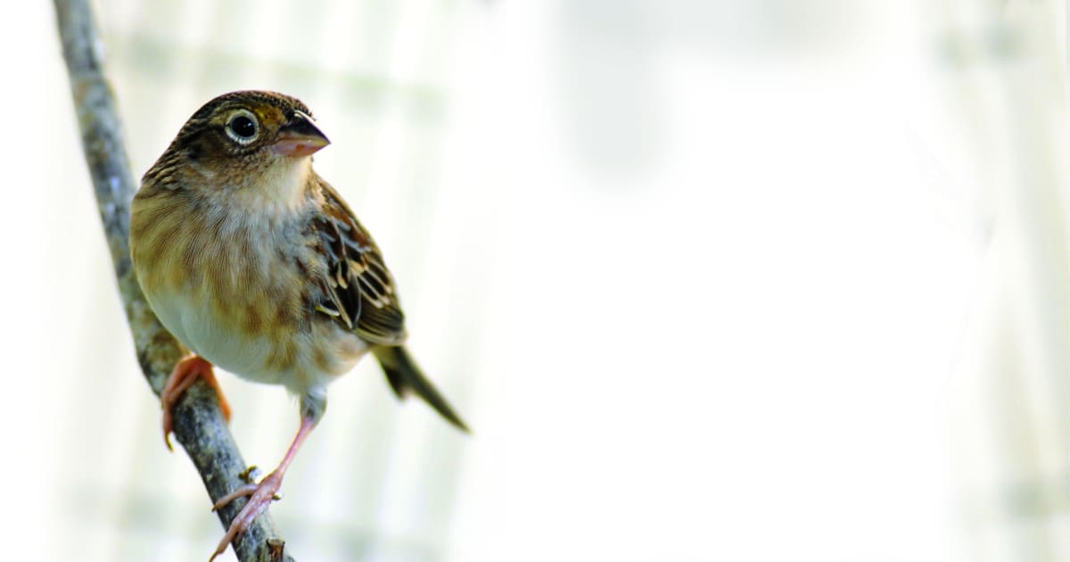 Tiny songbird won’t be silenced | FIU Magazine - Florida International ...