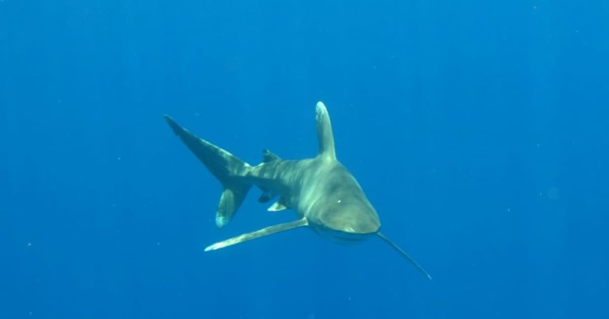 Shark biologist teams up with aerospace engineer to discover behaviors ...