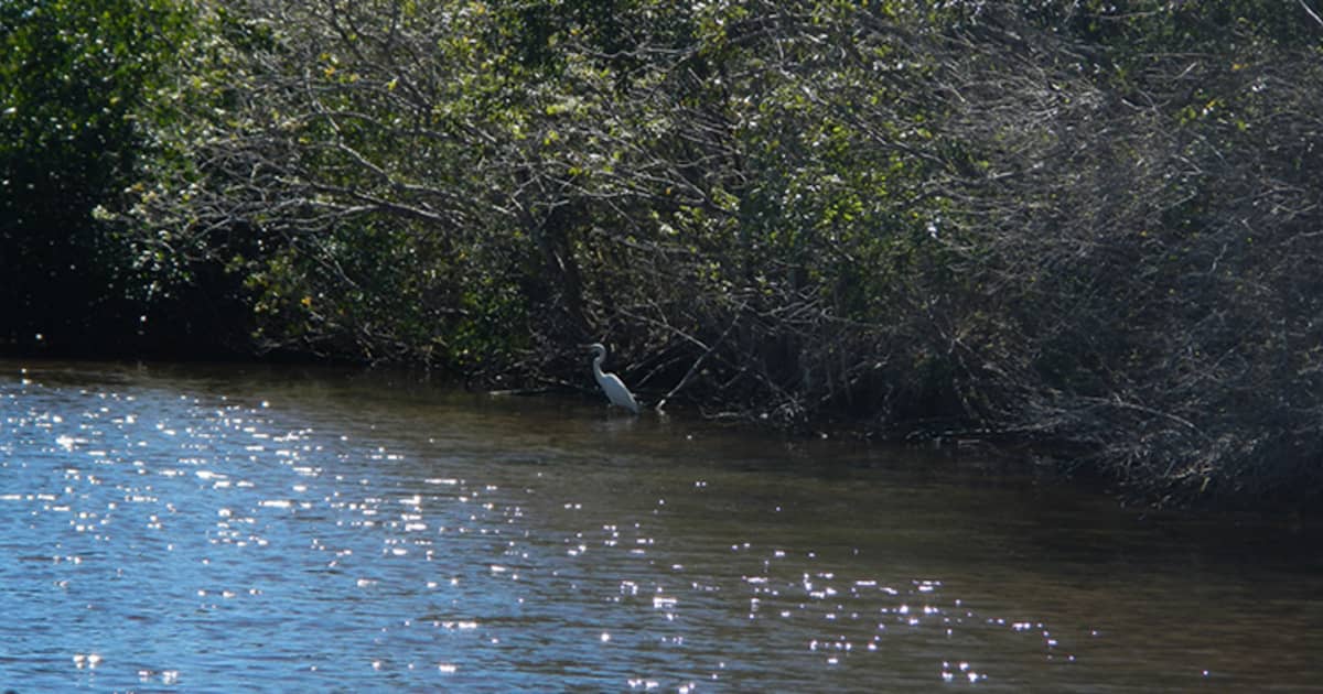 Everglades needs more fresh water to fight salt water intrusion | FIU ...