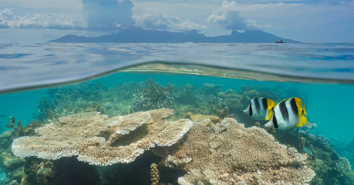 Studying how corals fight climate change at the molecular level | FIU ...