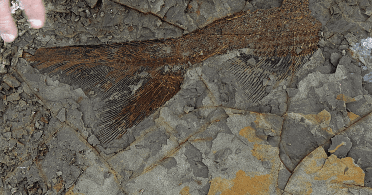 Scientists unearth clues to seismic event on day the dinosaurs died ...