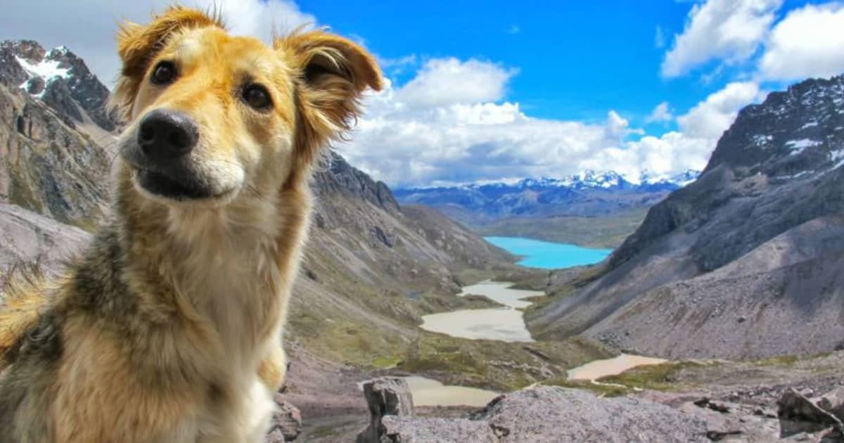 3 years, a 2-burner stove and 1 dog: How this biologist found her best ...
