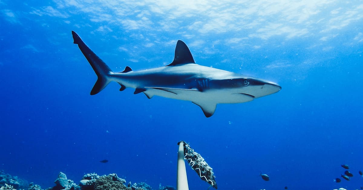 The worldwide shark survey led by FIU begins to pay off | FIU Magazine ...