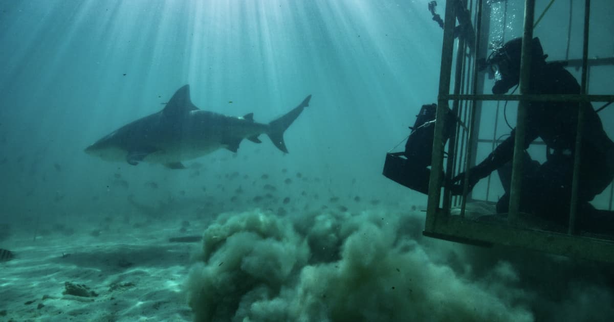 FIU scientists star in 5 new SharkFest shows on National Geographic ...
