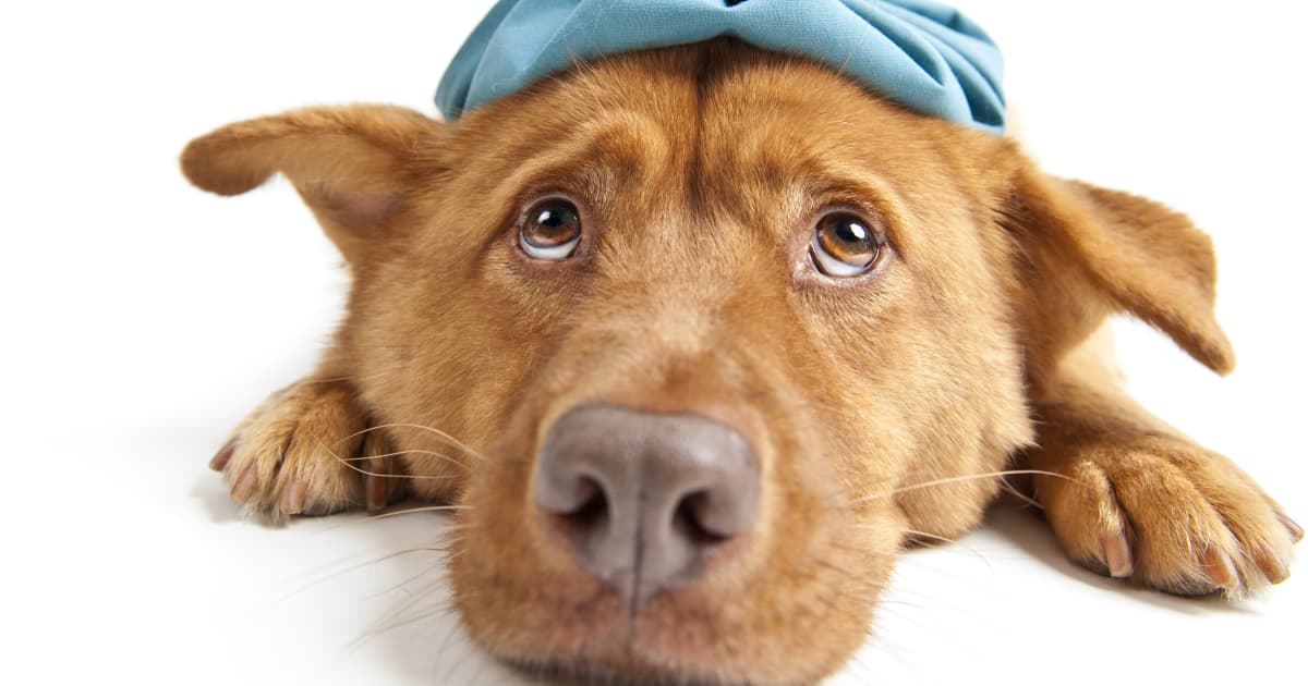 8 things that may be making you sick and you don’t even know it | FIU ...