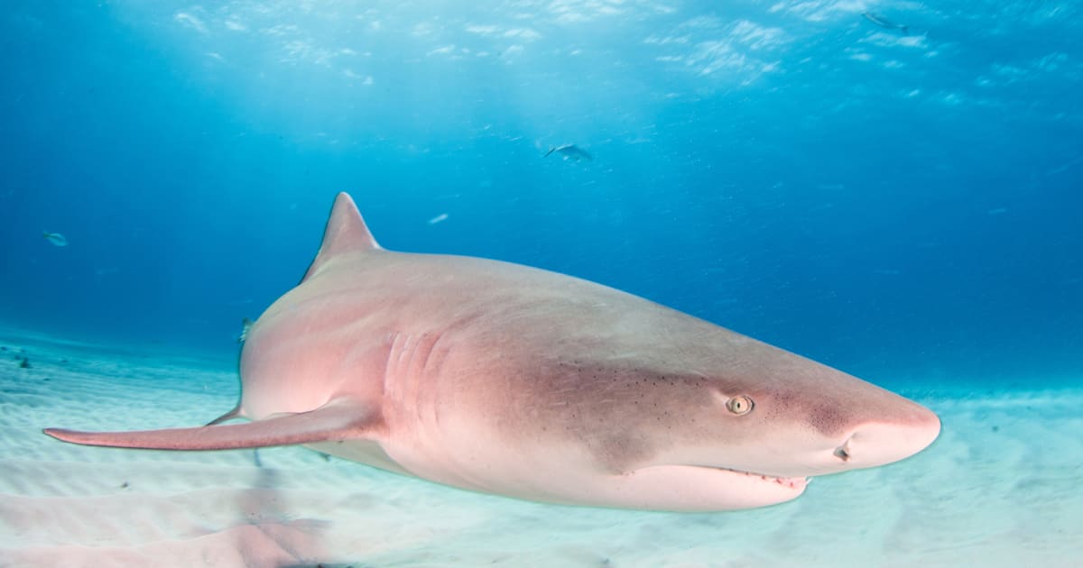Bimini dredge leaves its mark on sharks’ DNA | FIU News - Florida ...