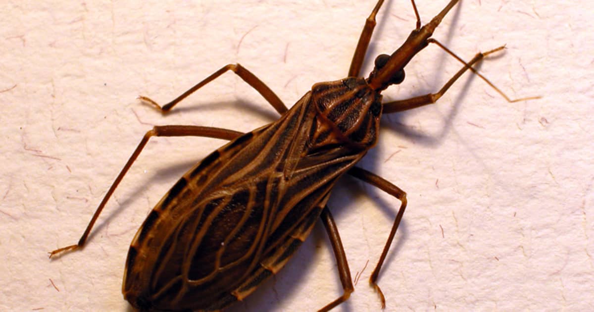 Researchers attempt to stop the kiss of death | FIU News - Florida ...