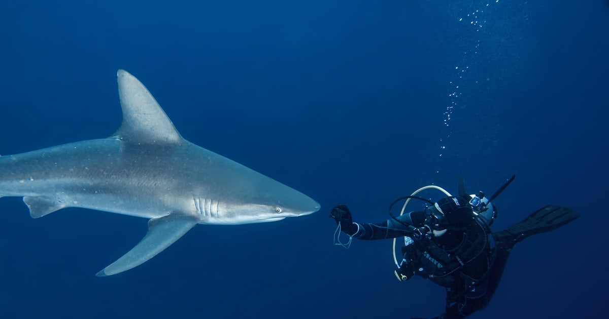 Postdoctoral researcher is a shark DNA detective | FIU News - Florida ...