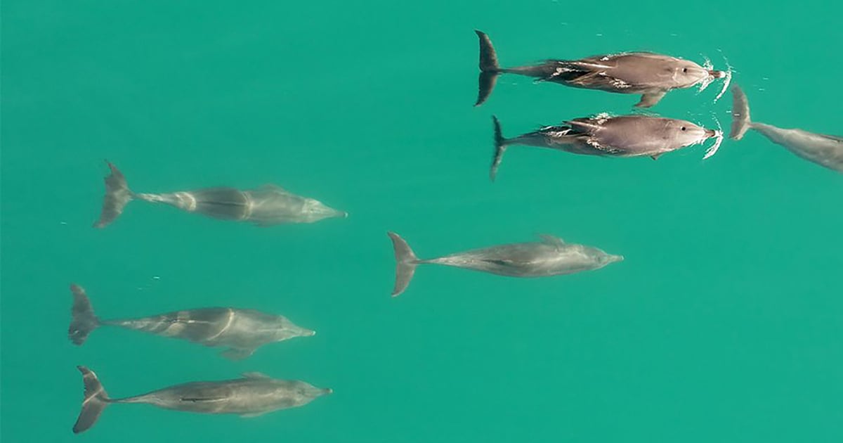 Dolphins can bond from a distance, and that means more dolphin babies ...