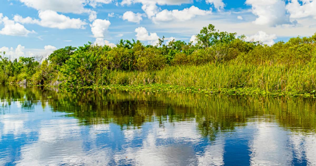 2021 FIU ForEverglades Scholarship Awardees | FIU News - Florida ...