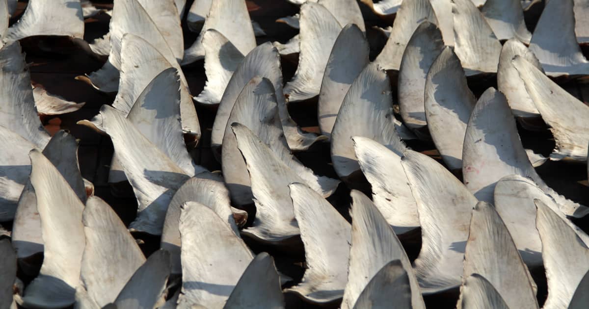 Two-thirds of species in global shark fin trade at risk of extinction ...