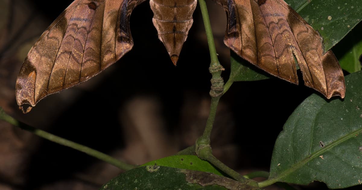 Scientists tap into moth brains hoping to improve human flight | FIU ...