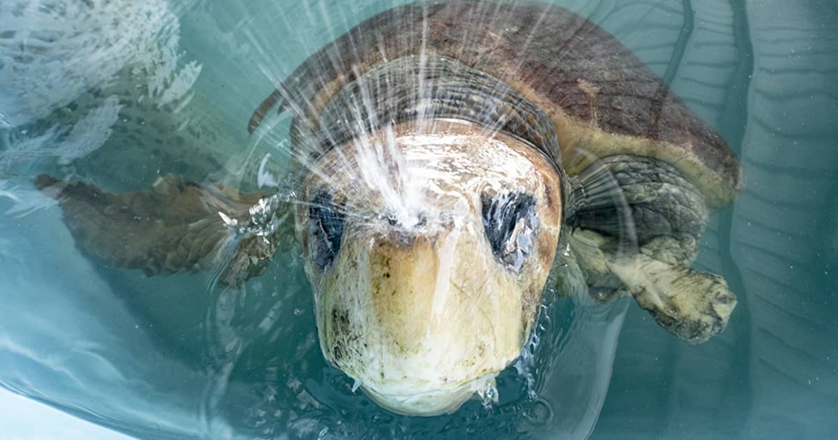 Miami Sea Turtles Meet Therese, Brianna, And Windy: OCEARCH Tracking