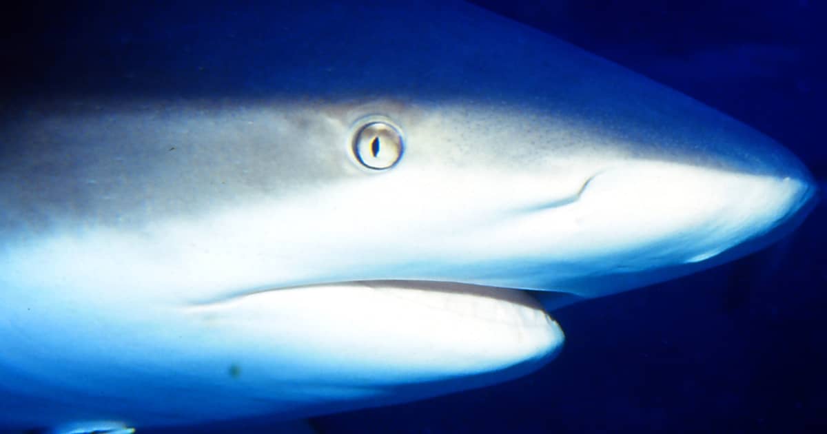 Sharks win pivotal victory, thanks in part to FIU scientists | FIU News ...