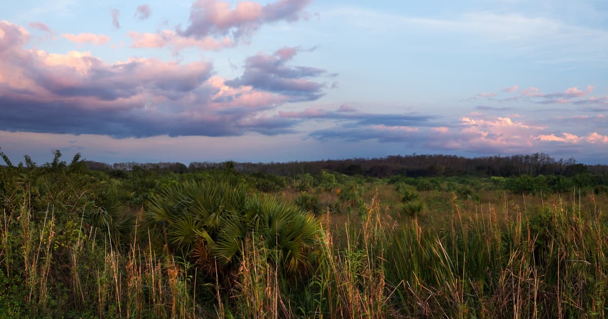 Everglades Foundation names 2022 scholars | FIU News - Florida ...