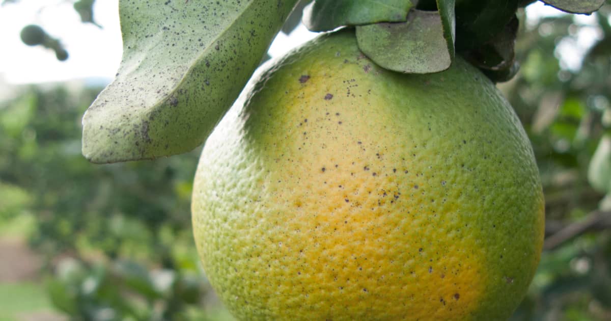 Scientists believe weapon against citrus greening already exists in ...