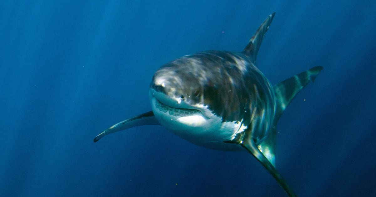 Great white sharks secretly roam through Bahamas | FIU News - Florida ...