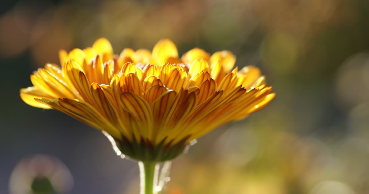Flowers grown on polluted waterways can help clean up nutrient runoff ...