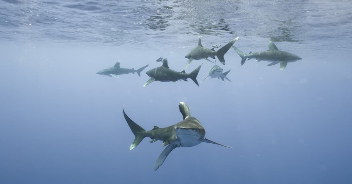 Big sharks equal big impact, but there’s a big problem | FIU News ...