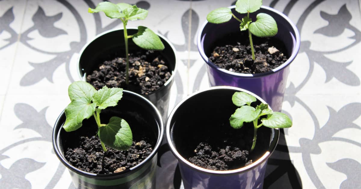 Water pollutant could be soil savior | FIU News - Florida International ...