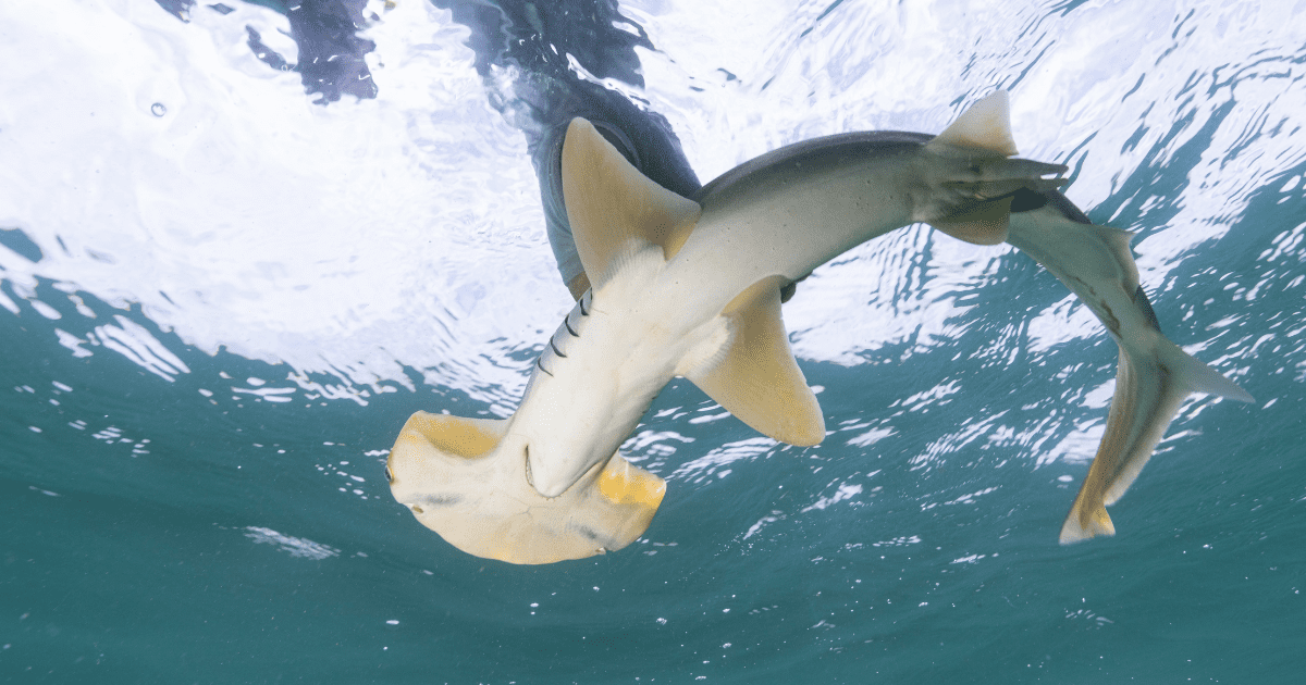 Small 'no-take zone' can help protect critically endangered hammerhead ...