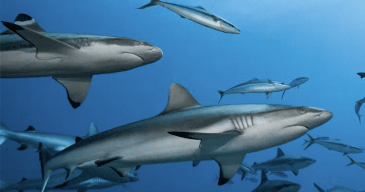 Oceans without sharks would be far less healthy – new research | FIU ...