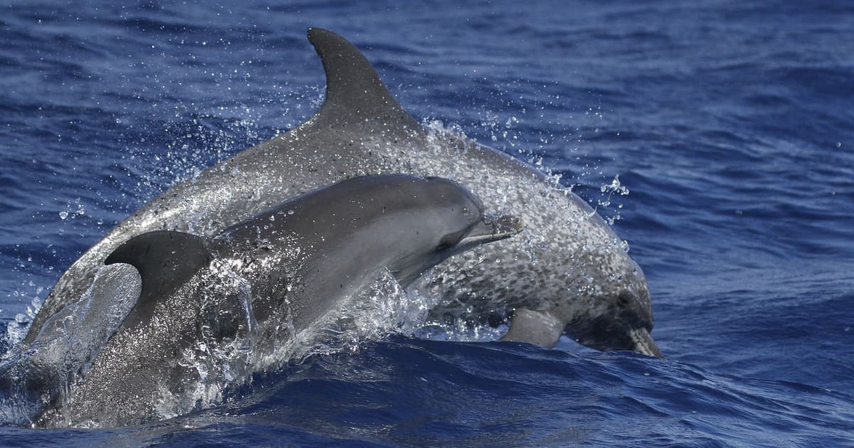 Dolphin and whale lovers can track an ocean animal and support FIU ...
