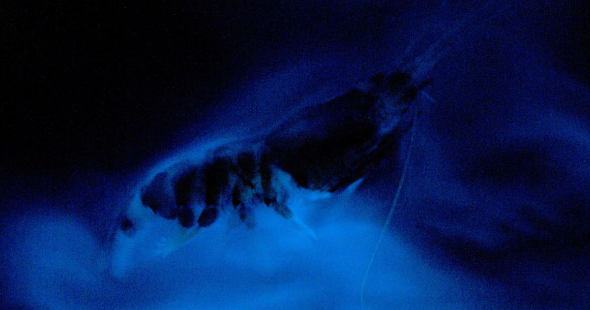 Deep-sea shrimp have evolved enhanced vision for the bioluminescent ...