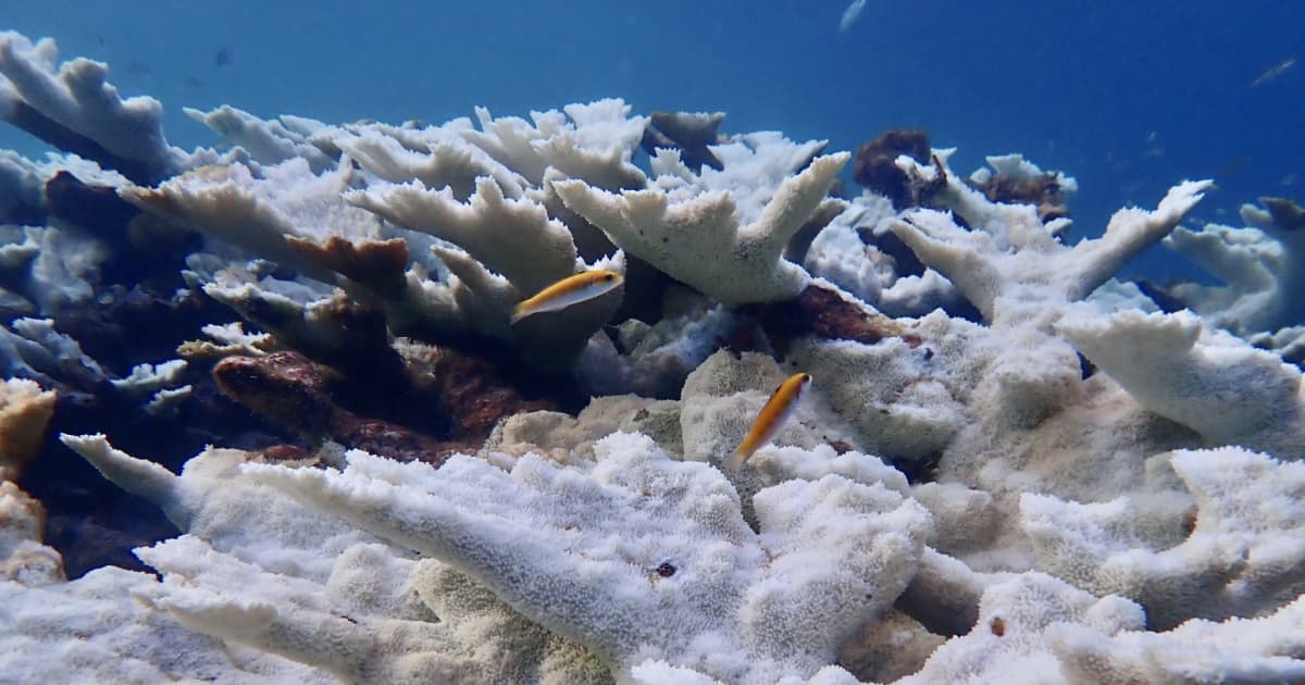 Catastrophic heat wave wiped out 2 endangered corals in the Florida ...