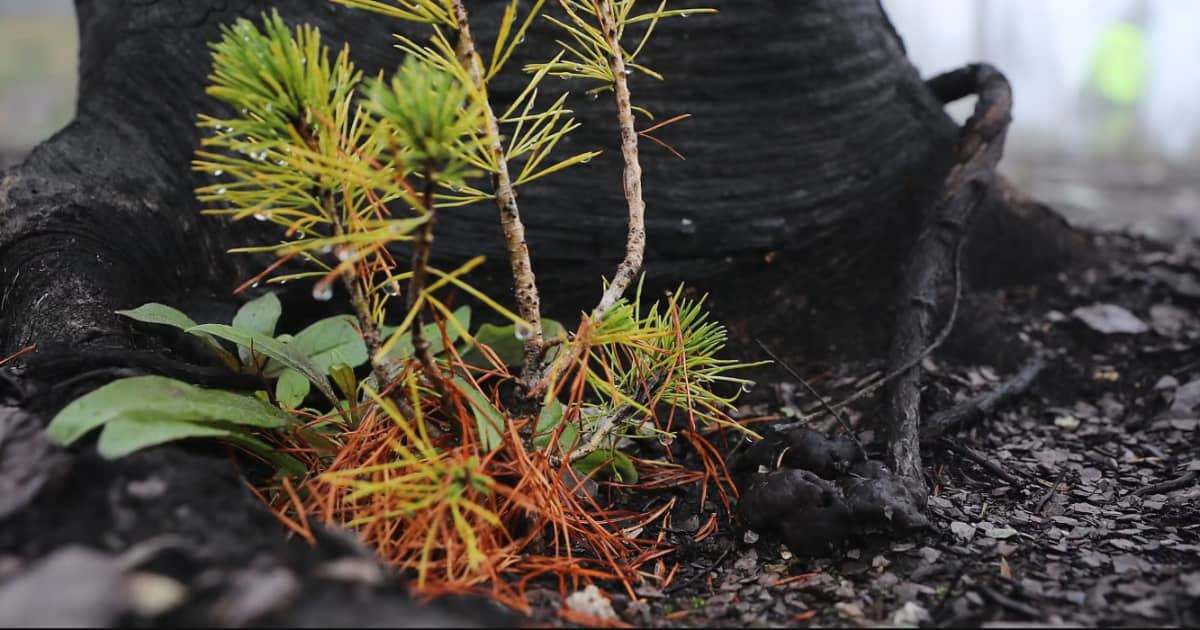 Life after death: From burned trees to bleached corals, how dead ...