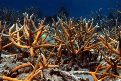 CREST Center for Aquatic Chemistry and Environment | CREST Center for ...