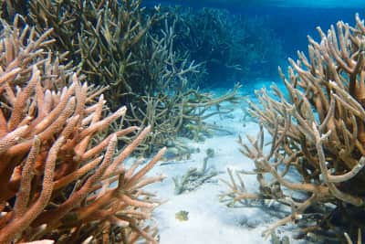 CREST Center for Aquatic Chemistry and Environment | CREST Center for ...