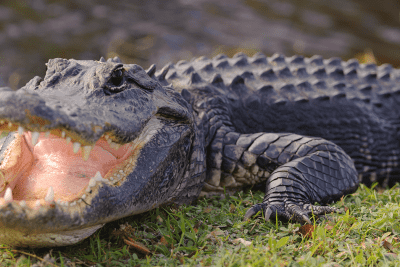 Alligators are engineers of wetlands | Mirage News