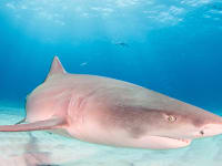 FIU News - Florida International University