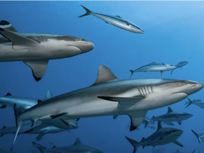 Science & Technology | FIU News - Florida International University