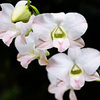 Saving Florida’s only population of rare, endangered orchid from ...