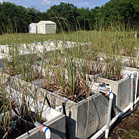 The Everglades remember | FIU News - Florida International University
