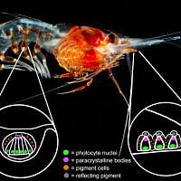 Deep-sea shrimp have evolved enhanced vision for the bioluminescent ...