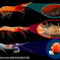 NSF funds research to uncover secrets of shrimp that call the deep ...