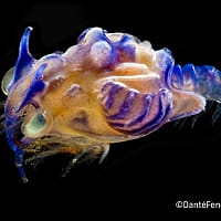 Mystery of glowing shrimp deepens | FIU News - Florida International ...