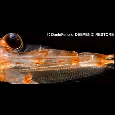 NSF funds research to uncover secrets of shrimp that call the deep ...